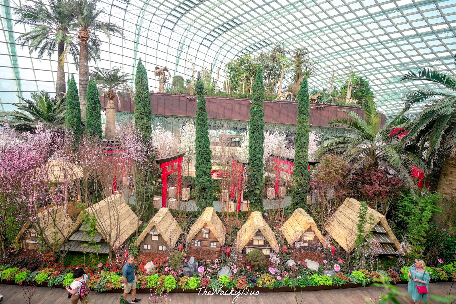 Sakura Matsuri @ Flower Dome :7 Reasons to Visit - TheWackyDuo.com ...