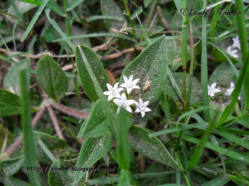 Brazilian Pusley - Richardia brasiliensis