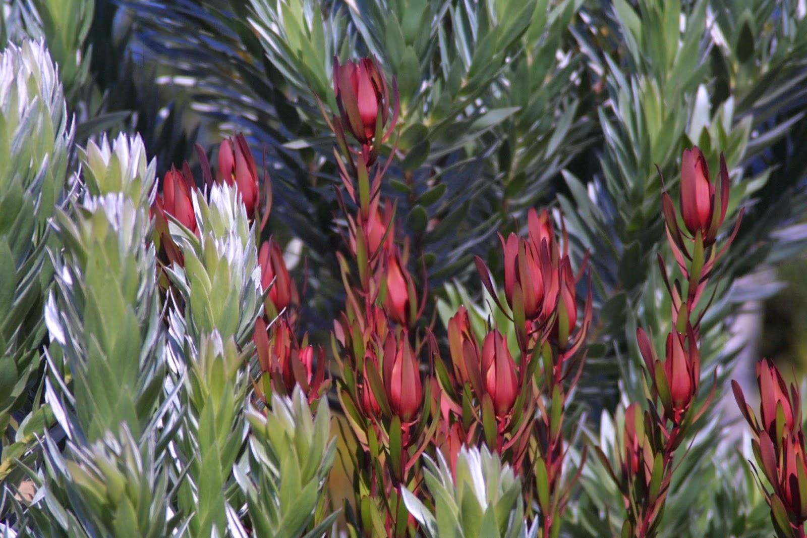 Trees of Santa Cruz County: Leucadendron argenteum - SIlver Tree