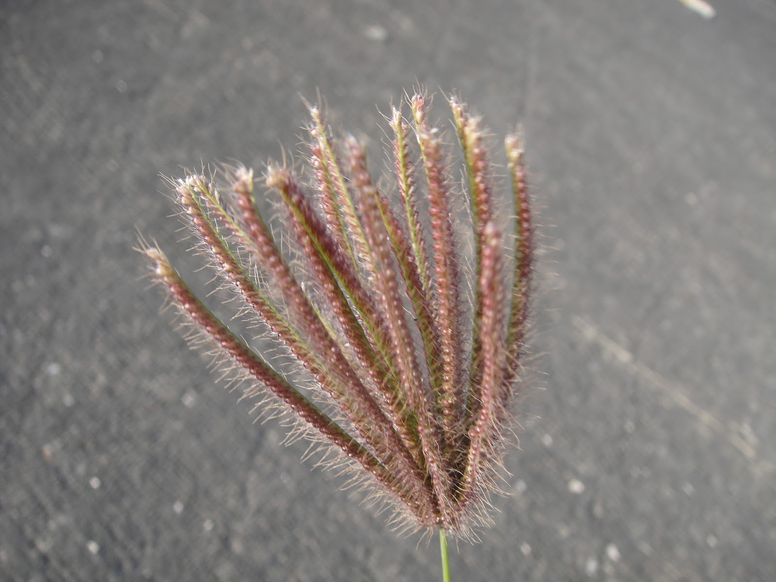 DWAN雲之端: 孟仁草--屬禾本科，虎尾草屬；學名：Chloris barbata Sw.，英文名：Swollen fingergrass ...