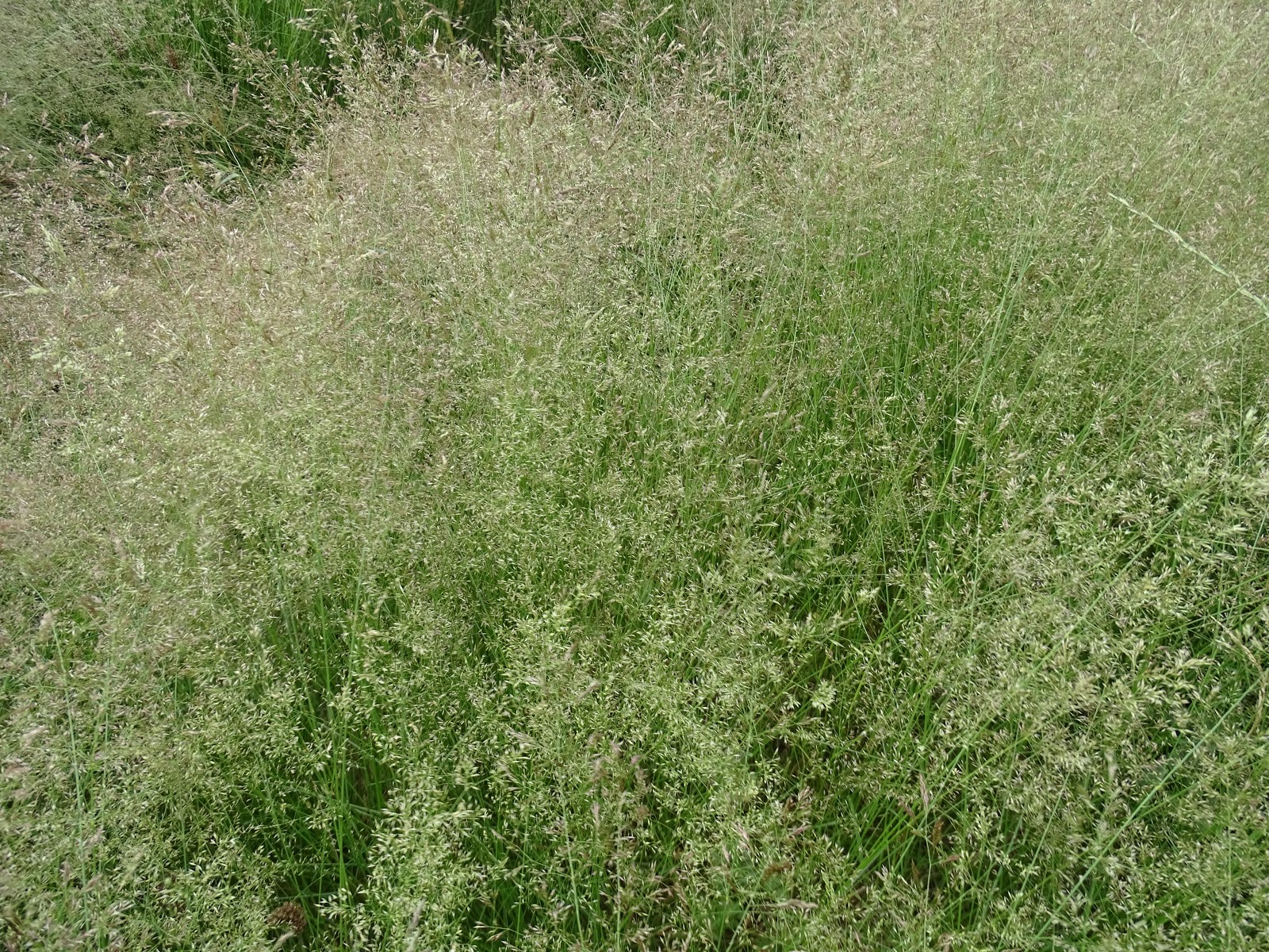 oog voor de natuur: Gewoon struisgras (Agrostis capillaris).