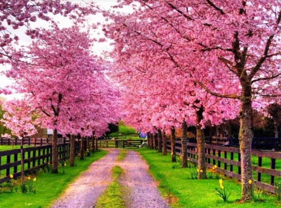 Musim : Pengertian, Proses Pergantian Musim Semi, Gugur, Panas dan ...