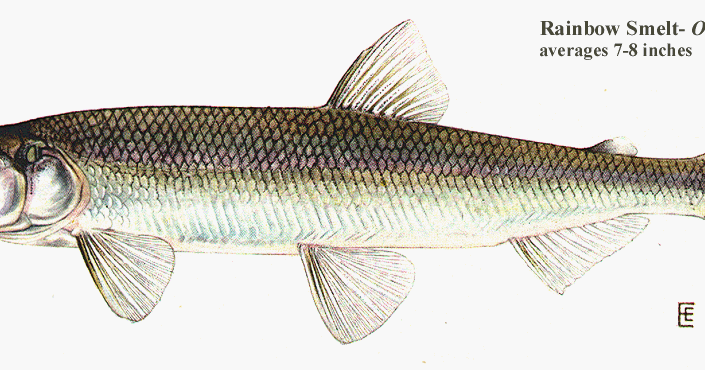 Field Notes and Photos: Rainbow Smelt preservation in Downeast Maine