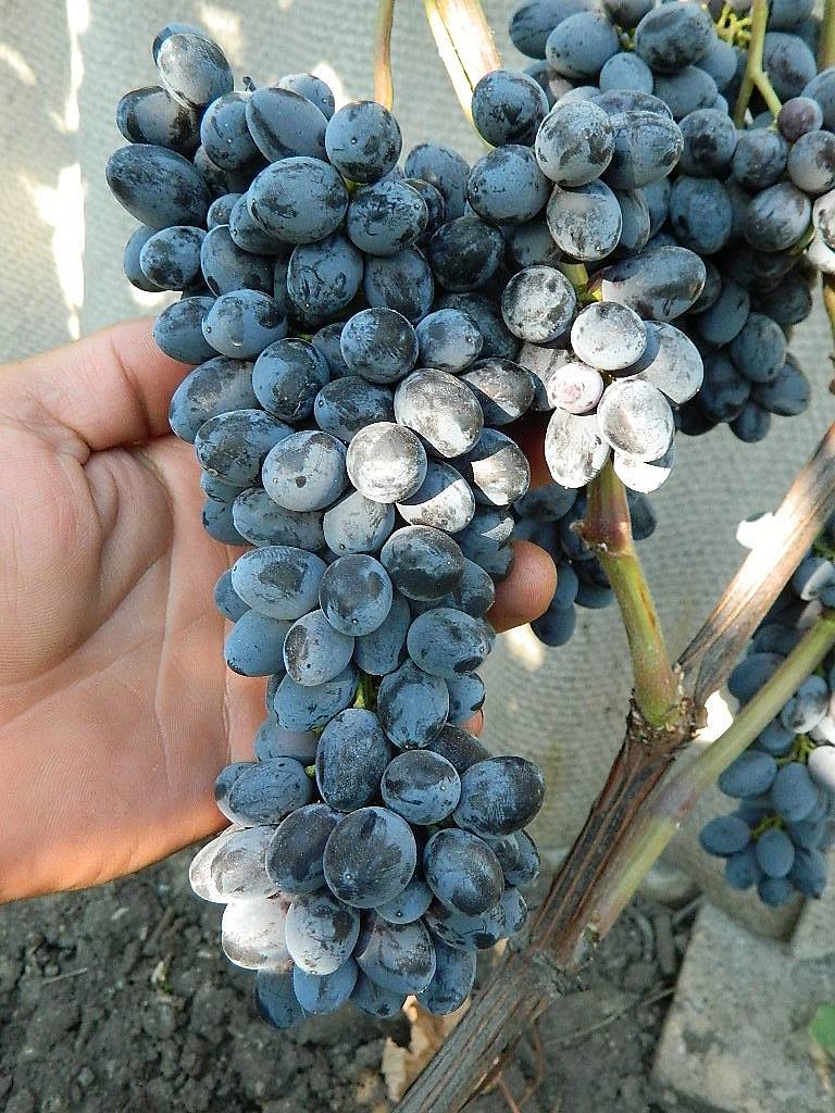 Anggur jenis Faith seedless | Pohon Anggur Genjah