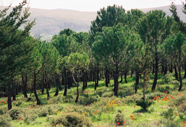 Land of Israel: List of Forests in Israel