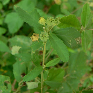 Weeds of Sri Lanka: Babila (බැබිල) Sida rhombifolia