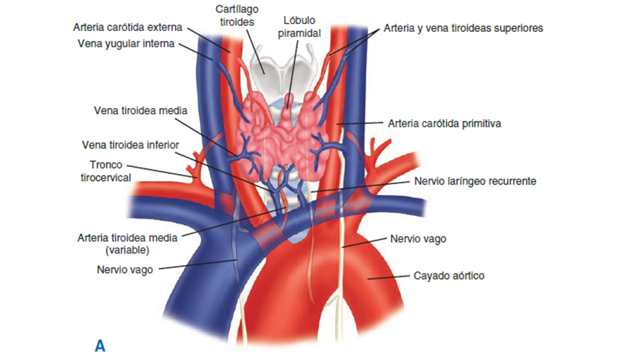 Anatomia de la glándula tiroides