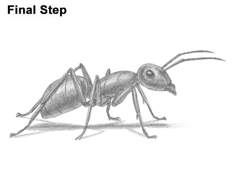 Cara Menggambar Semut Daftar Lengkap - Menggambar Hewan dan Tumbuhan ...