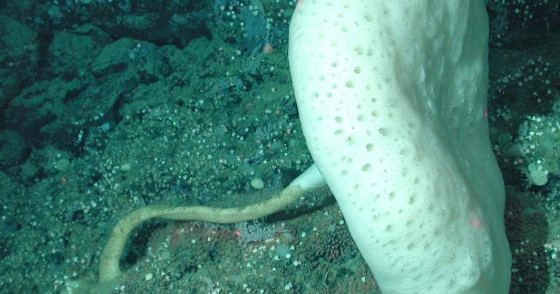 Mesozoos y parazoos - Biología