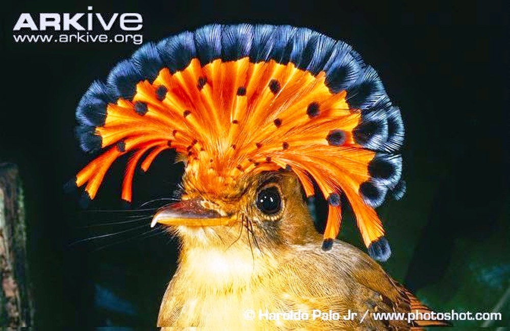 AMAZONIAN ROYAL FLYCATCHER photos - wallpapers (ανανεωμένο) | the fun bank