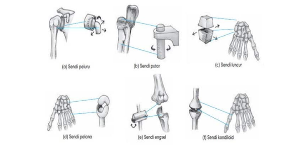 Materi Sistem Gerak Manusia - Otot, Rangka, Tulang, Sendi - Mas Ulya Blog