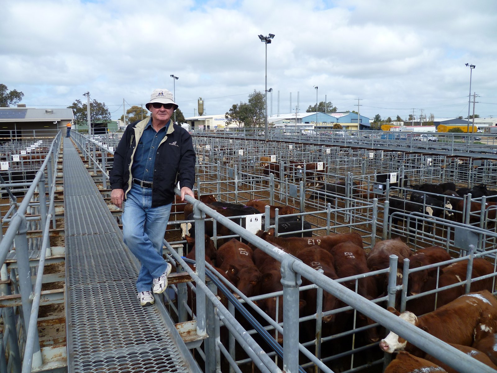 Witchwae on the Move: Swan Hill Cattle Saleyards
