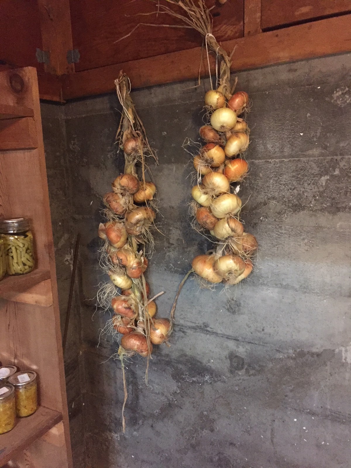 Curing and Braiding Onions for Storage