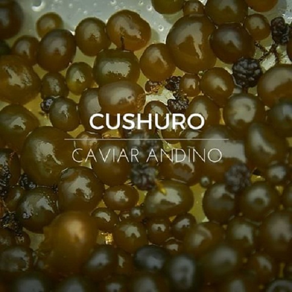 Cushuro, el alga milagrosa de los Andes Peruanos | Baneados Foros Perú