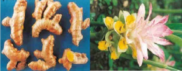Herba & Tumbuhan: TEMUGIRING KHAS UNTUK KECANTIKAN DAN PENJAGAAN KULIT
