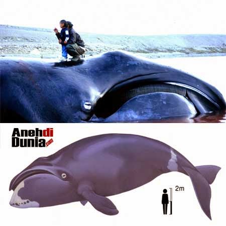 Mamalia Paus Terbesar Di Dunia | FOTO UNIK DI DUNIA