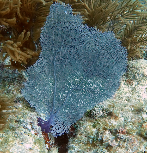 The Apprentice Manatee
