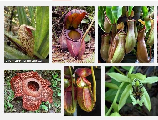 Ciri Ciri Tumbuhan Venus Pembahasan Soal - Riset