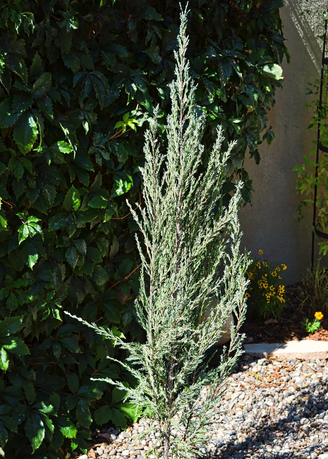 The Plants at Walking Rain: Juniper / Juniperus scopulorum