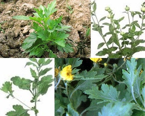 Science in Nature: INDIGENOUS MEDICINAL PLANTS AND PRACTICES IN ...