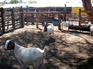 Los Ranchos de ganado de México: Criadero de cabras boer y chivos boer ...