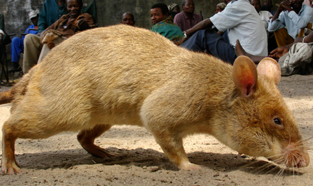 HUMANIDAD Y COSMOS: RATAS GIGANTES CONVIVIERON CON EL HOMBRE EN EL ...