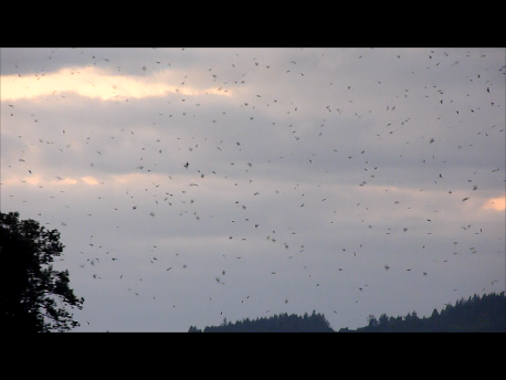 The Flycatcher: Annual Barn Swallow flock forming again