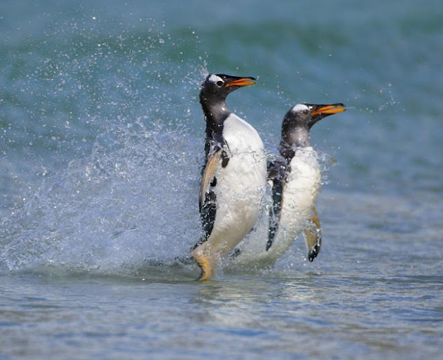 BARRY the BIRDER: Andy Rouse photos