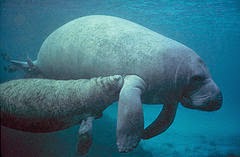 BiOjUnKiEs: Manatíes