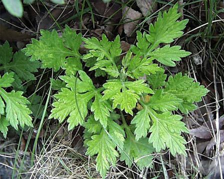 Vestella's Vale: Yomogi