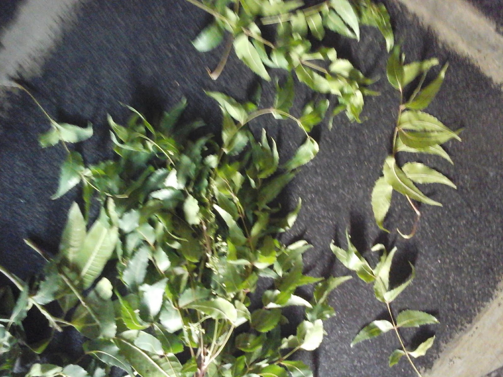 SVL Ayurvedic Healing Herbs: Neem ( In Telugu : Vepa) leaves, flowers ...