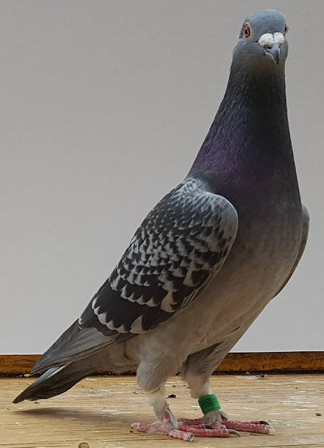 PERÚ PALOMAS MENSAJERAS