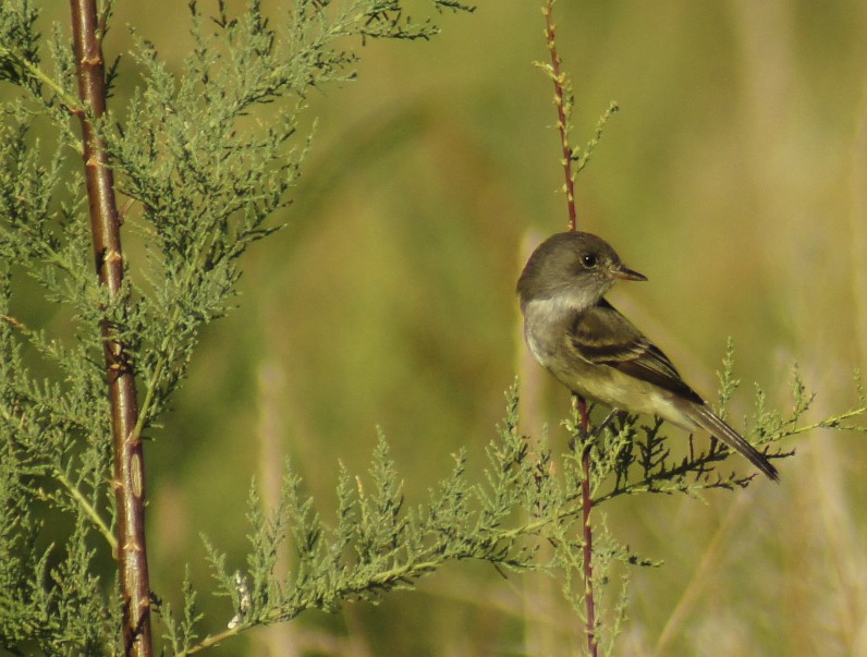 Birding Is Fun!: The Empid Enigma: To Catch a Flycatcher