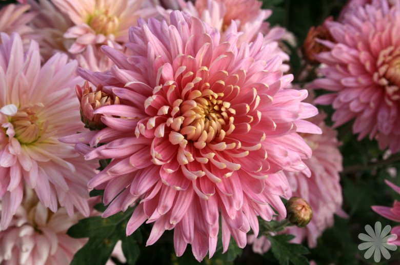Flower Homes: Chrysanthemum Flowers