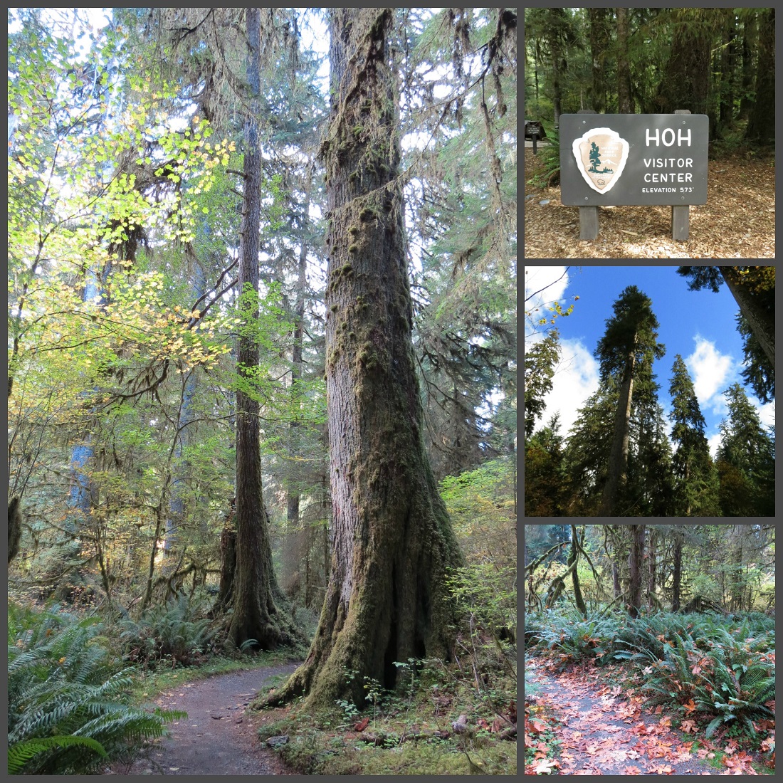 Viewing nature with Eileen: Hoh Rainforest, Olympic Nat'l Park