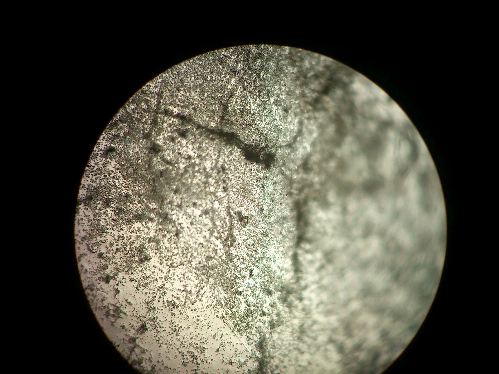 Prácticas de Temas Selectos de Biología 606 2014-2015: Practica 3 ...