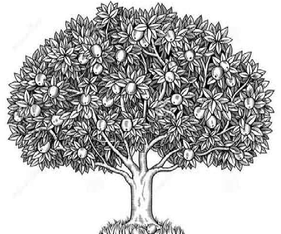 Penilaian BAUM Tree test atau Tes Menggambar Pohon pada Psikotes