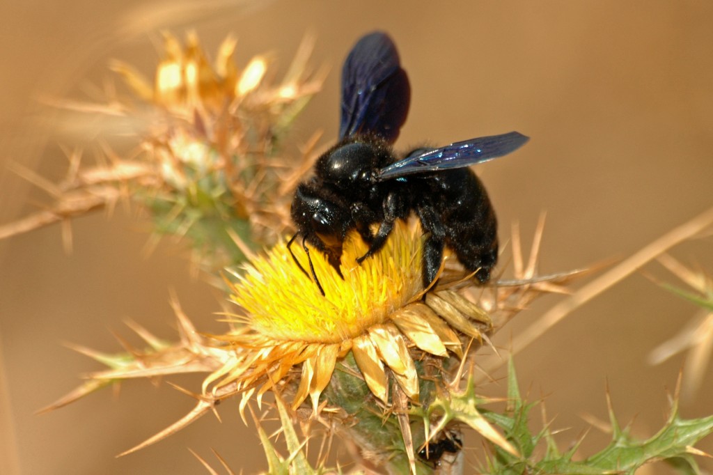 Green World: Eco System, Galapagos: Part 2 Evolution