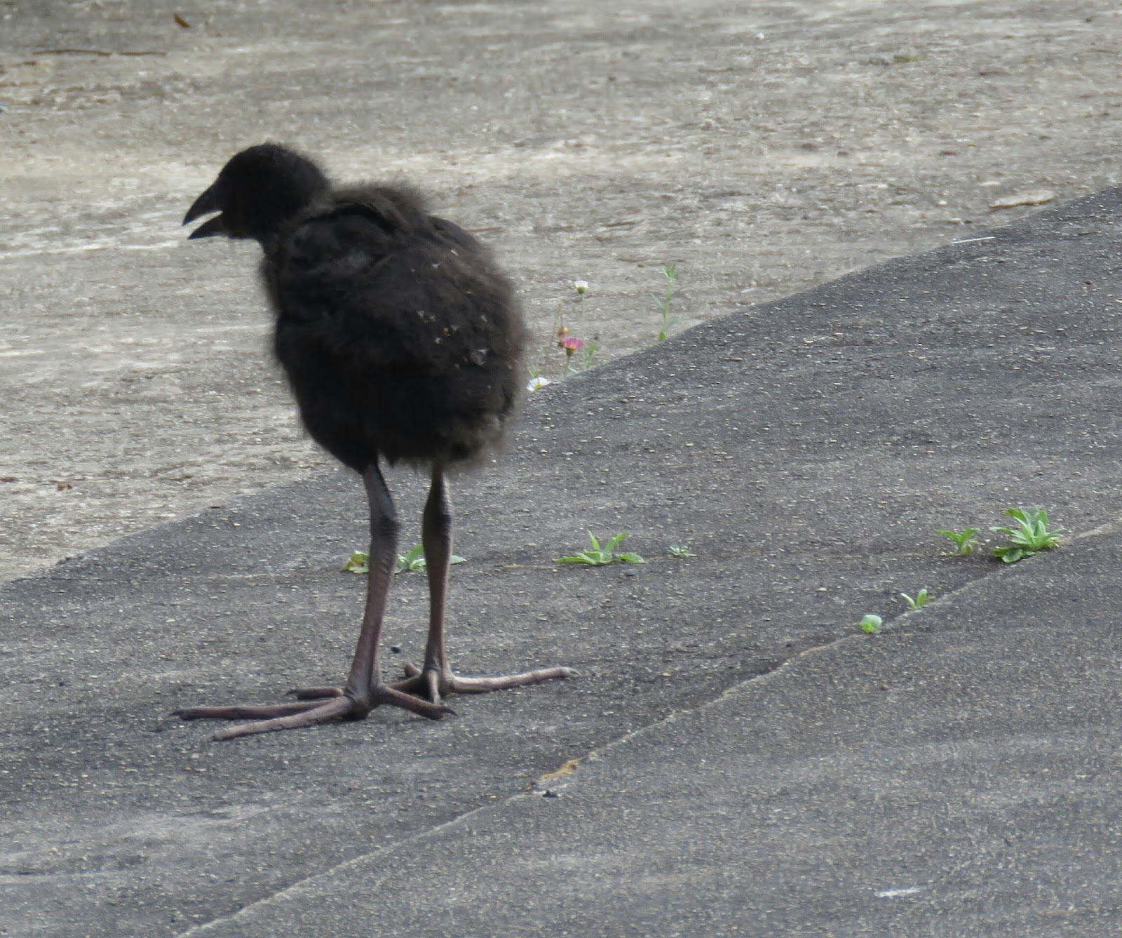 Bird & Travel Photos, Birding Sites, Bird Information: ADULT ...