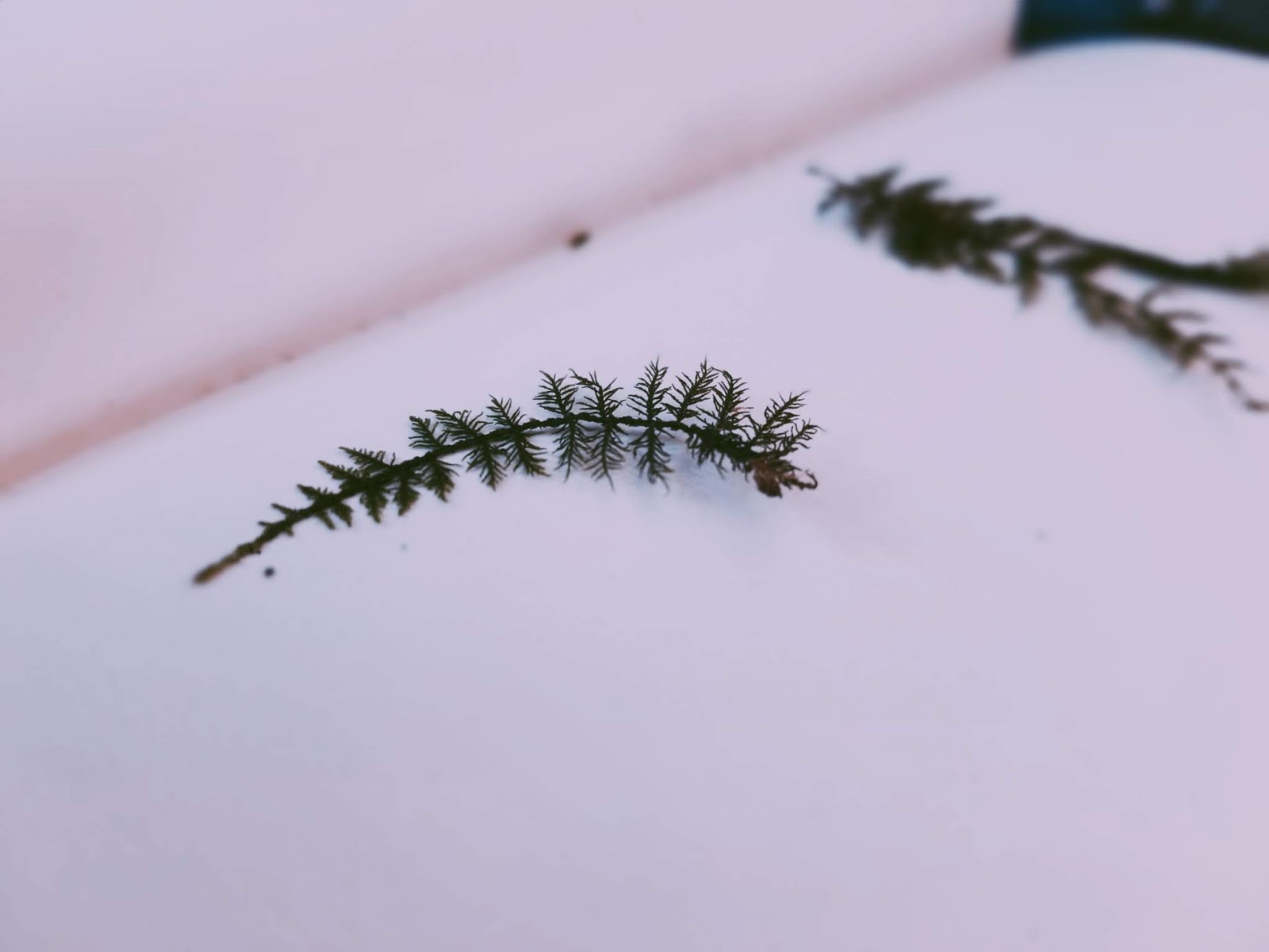 Pressing Ferns & Drying Bugs and Mushrooms