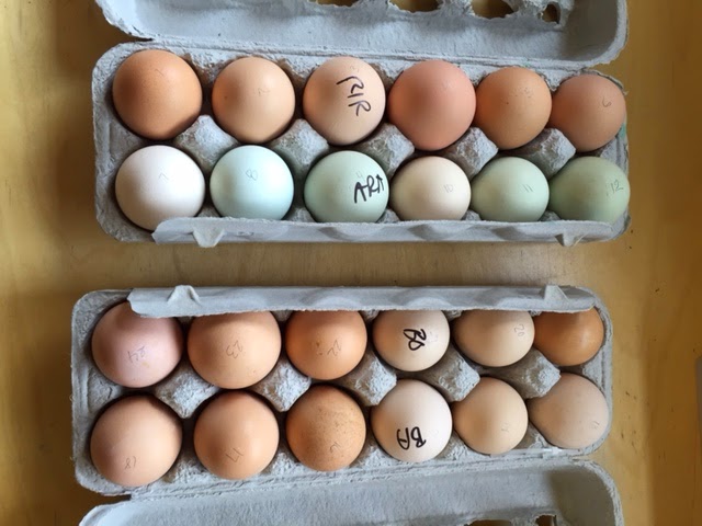 Ms. Julie's Kindergarten: Chicken Hatching Project is Back!