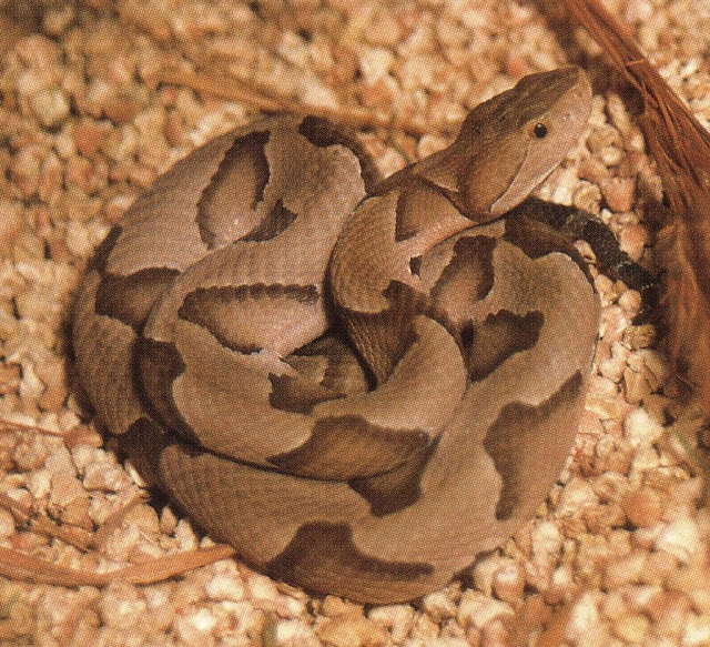 Amaizing Animal Facts: Most Beautiful & Colorful Venomous Snakes of the ...