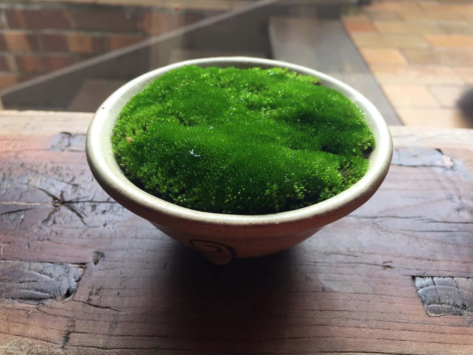 iCuriosity: How to Grow Mini Moss Garden for Desktop.