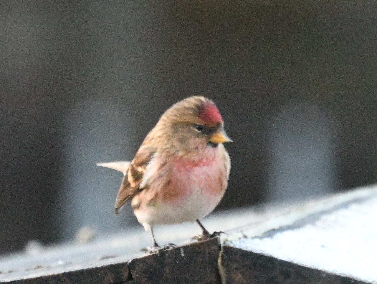 NI Bird Pics: Michael Henderson - Redpoll, Blackcap, Linnet & Siskin