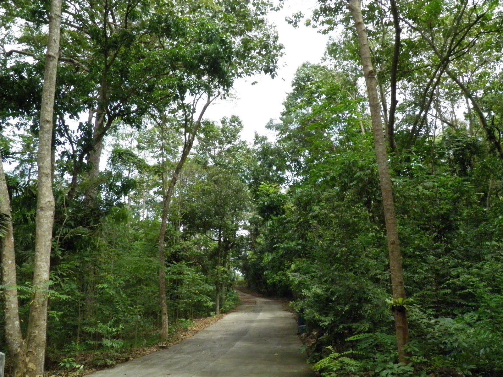 noel autor: A Taste of Nature at Initao-Libertad Protected Landscape ...