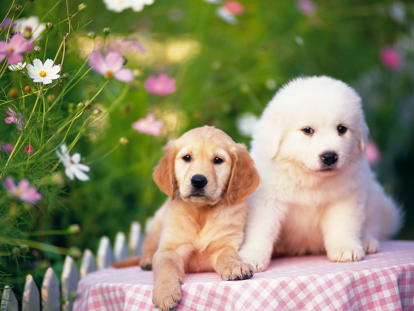 Best pictures and wallpapers of dogs and puppies