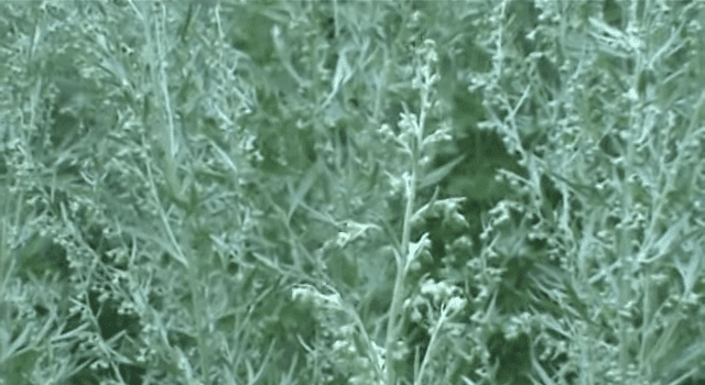 Processo de Produção do Absinto: A Fada Verde Alucinógena ...