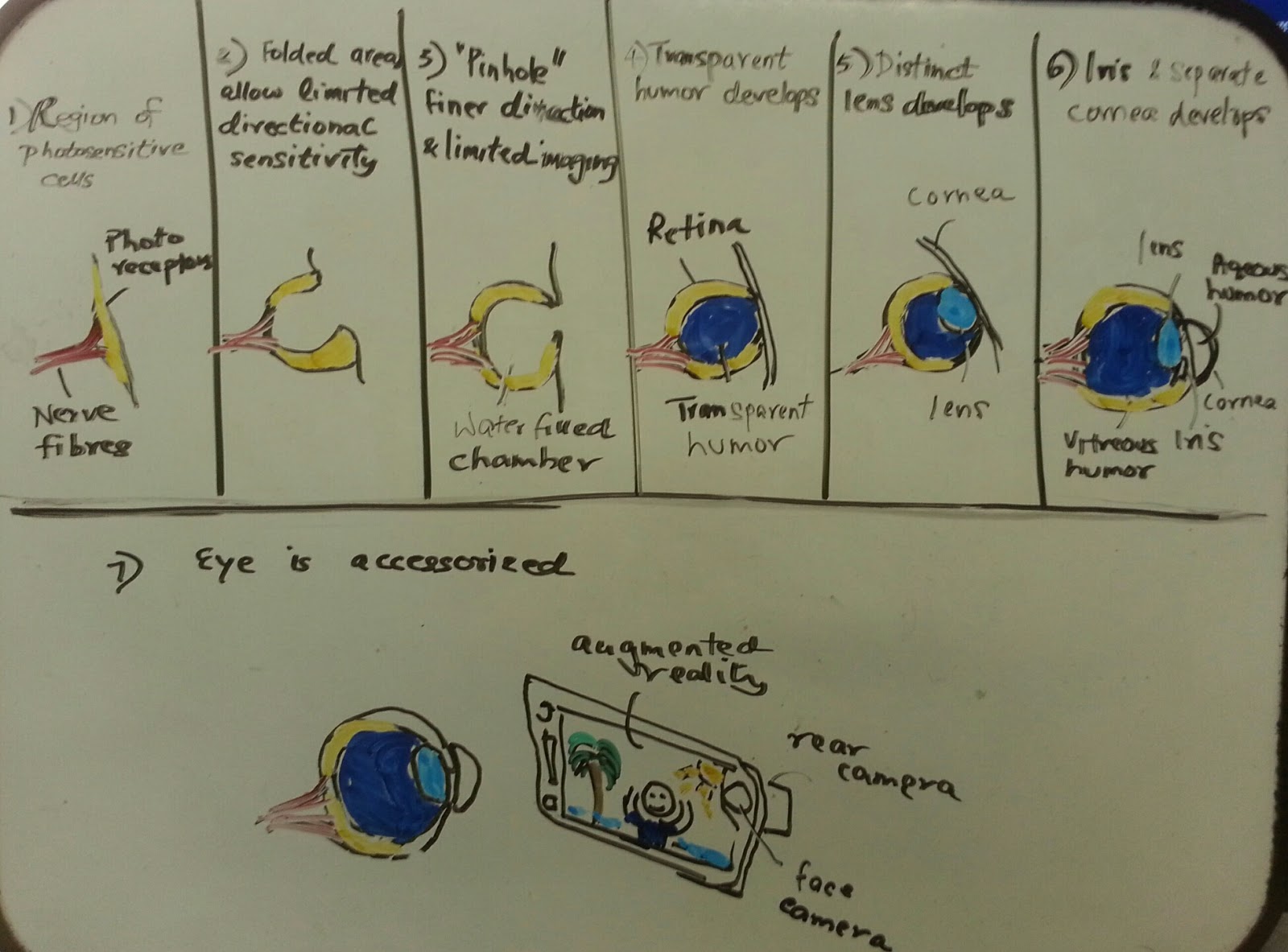 Thoughts Through Pictures: Evolution of the Eye!!