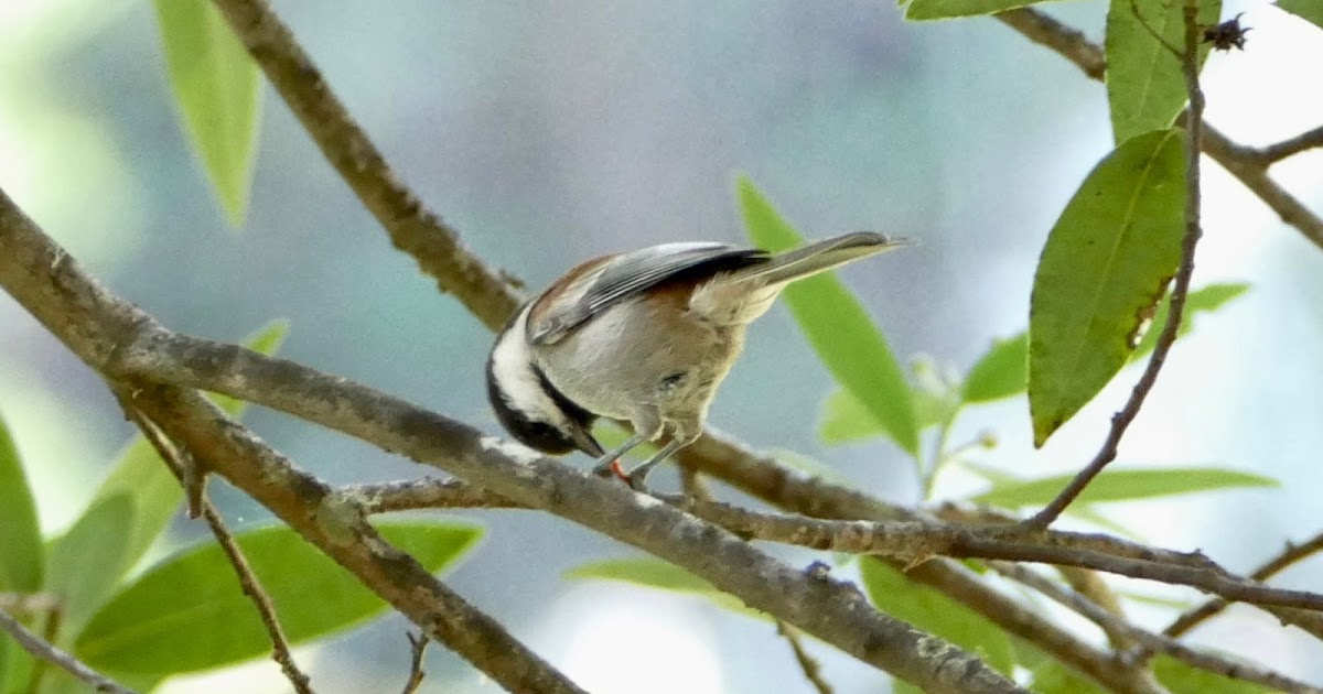 The Curlew: Mixed Flocks in Fall