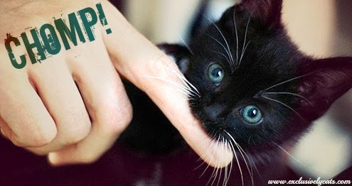 Exclusively Cats Veterinary Hospital Blog: Beware of Cat!: Avoiding the ...